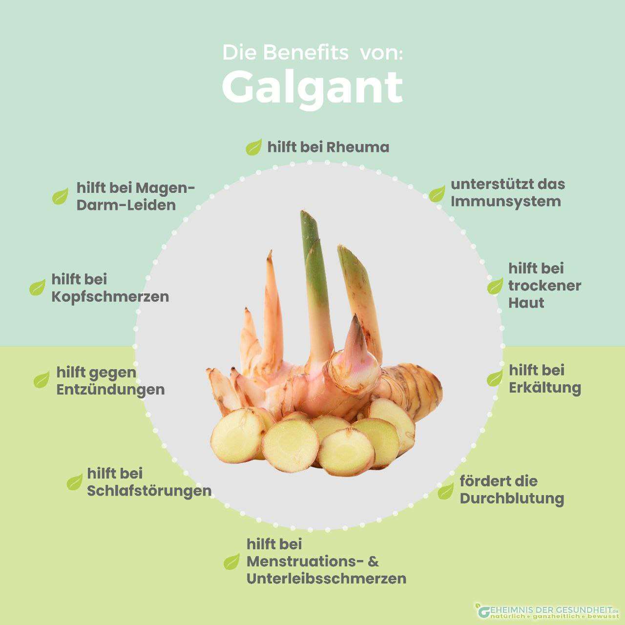 Galgant - Gewürz des Lebens 2025